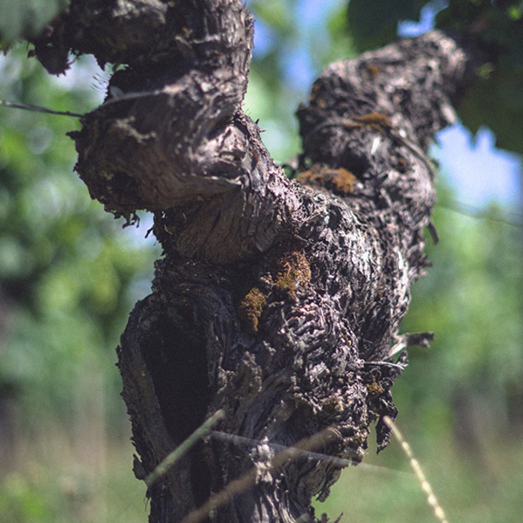 Château Moulin Blanc - Montagne-Saint-Émilion