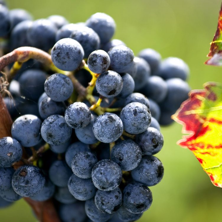 Cépages : l'assemblage, une tradition bordelaise - Montagne-Saint-Émilion