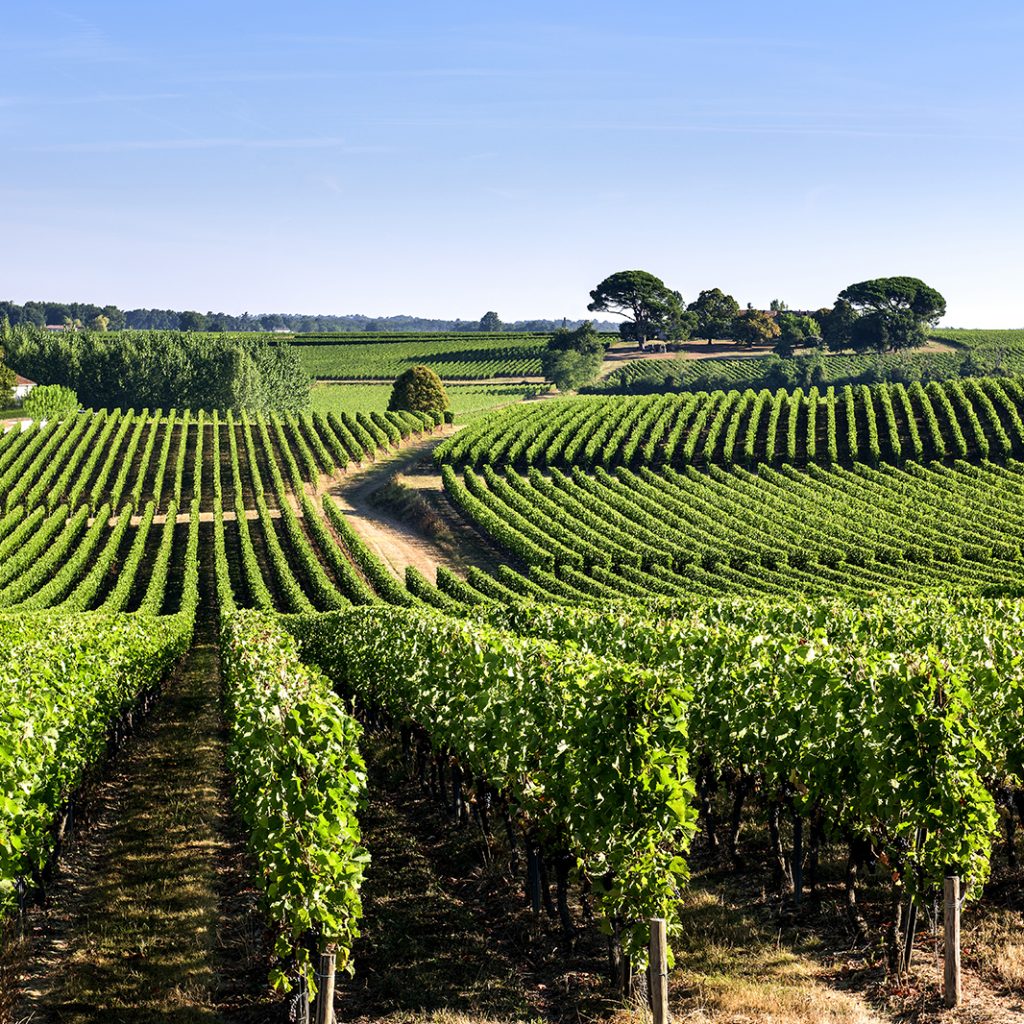 Terroir, une succession de plateaux et coteaux - Montagne-Saint-Émilion