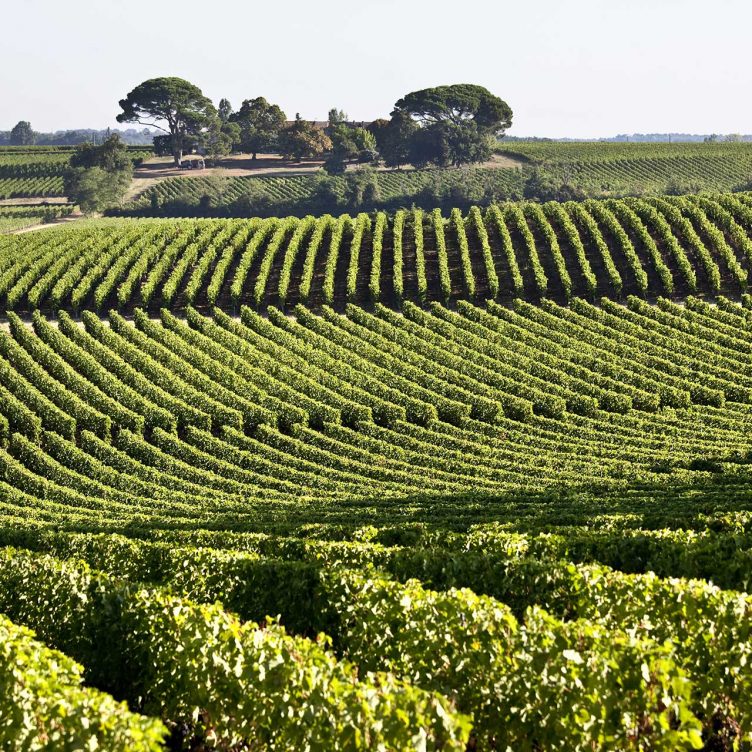 Les Vins - Montagne-Saint-Émilion